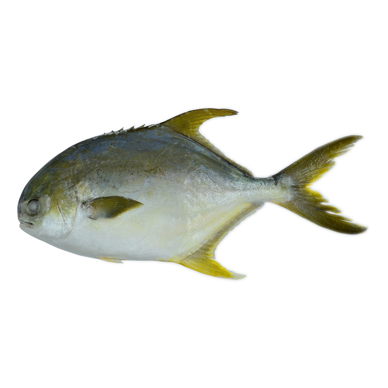 Frozen Food :: Frozen Seafood :: Golden-Pompano(Whole Round) 整条金鲳鱼 ...