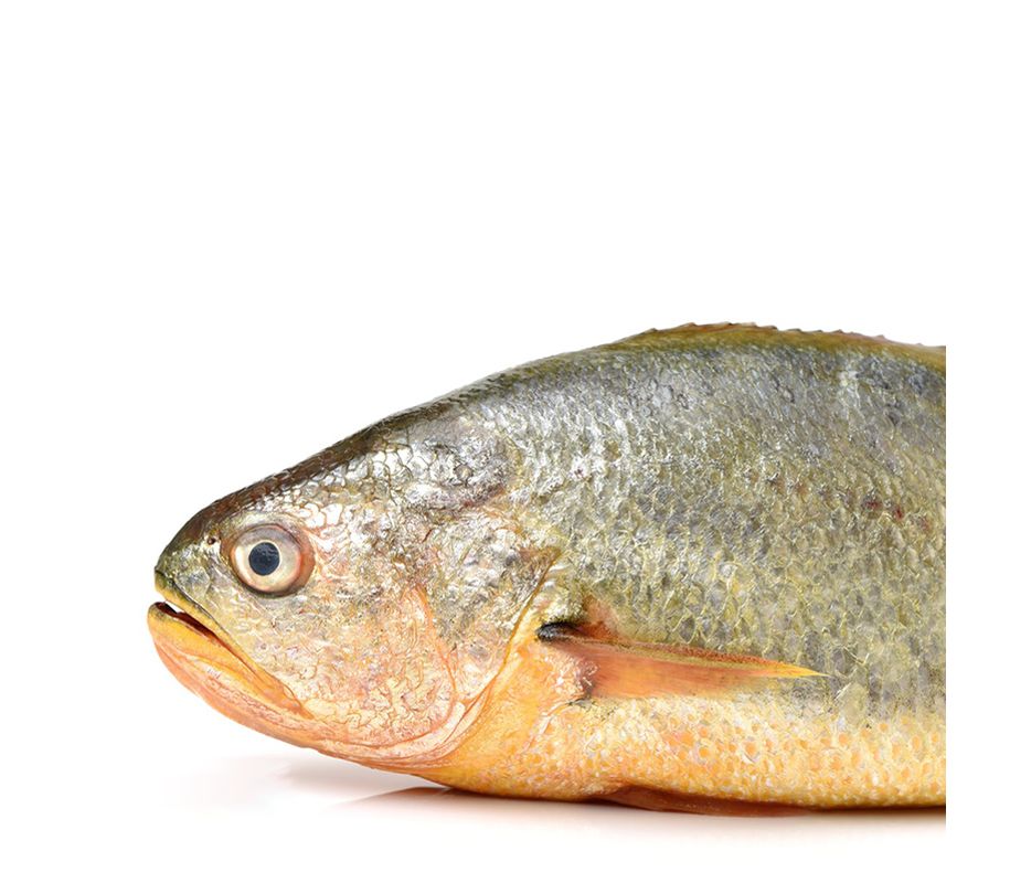 Frozen Food :: Frozen Seafood :: YXF-Farmed Yellow Croaker (Gilled ...